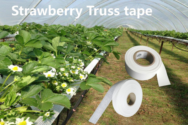 PVC tape to support strawberry truss
