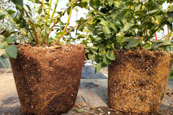 Fulan: Our wood fiber formula-based substrate makes production easier ...