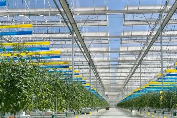 China: Looking into a 73 hectare greenhouse park