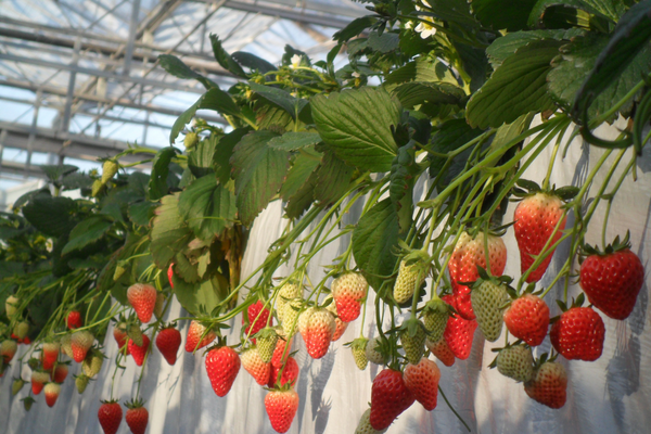 Breeding of summer strawberries in China is ongoing