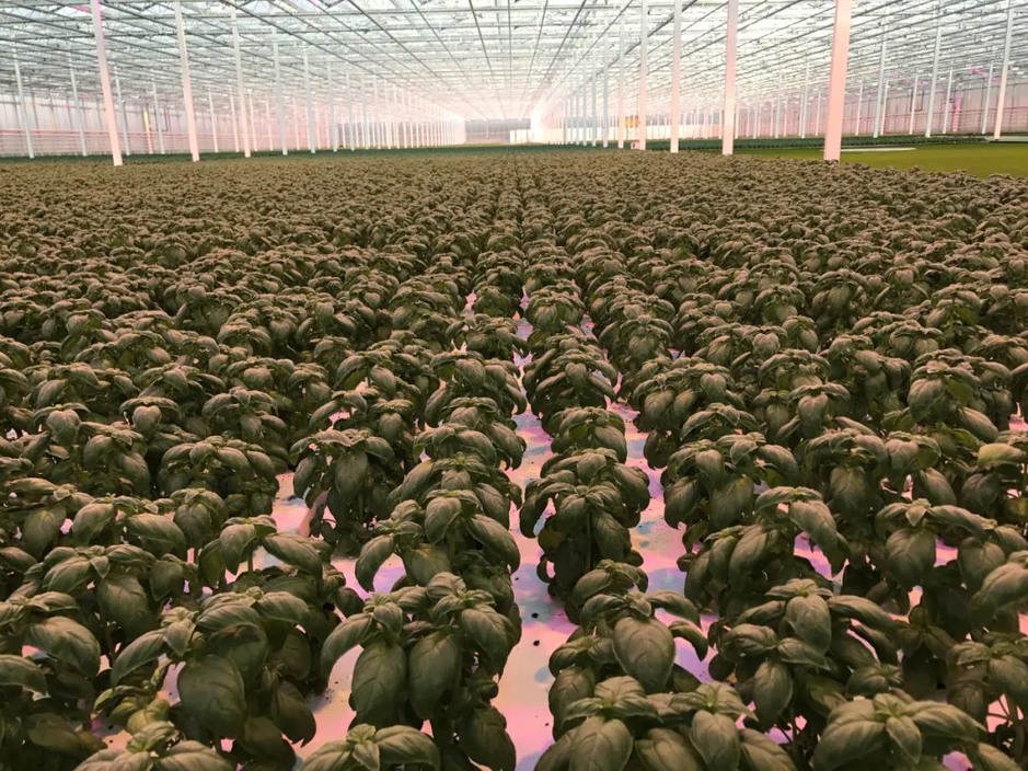 Meteor's first large-scale hydroponics project in China