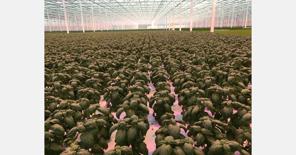 Meteor's first large-scale hydroponics project in China
