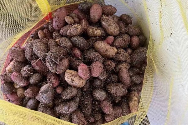 "Space potatoes" ushered in the first harvest season in Dezhou, Shandong