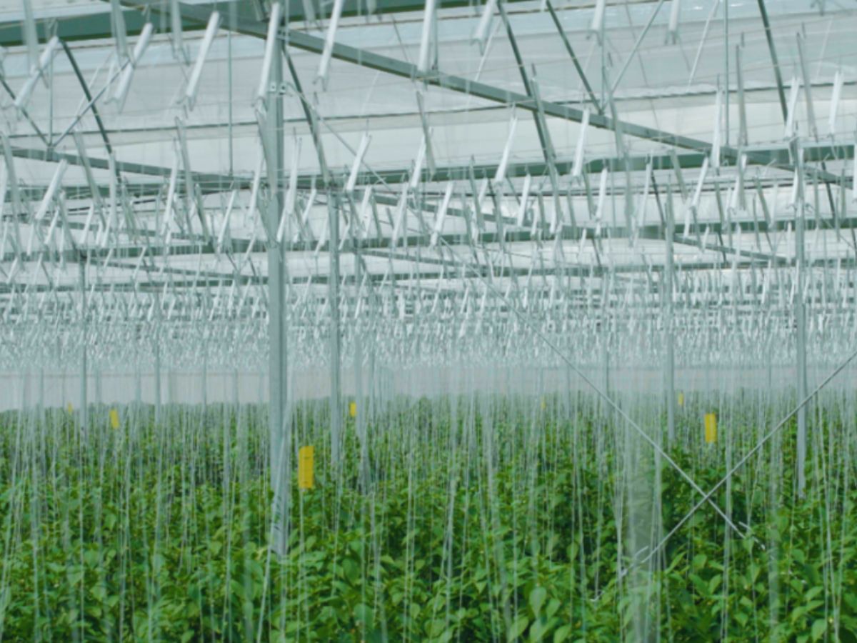 Insect screens are effective against thrips, data shows