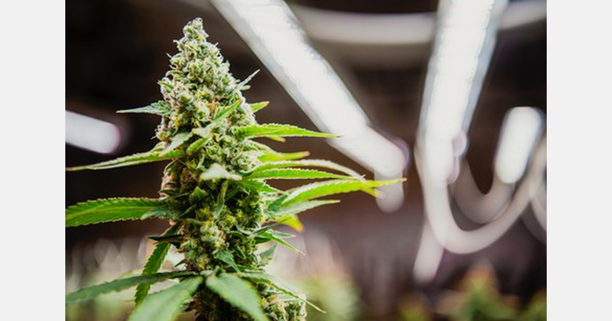 "Ultra-wide LED spectrum benefits chemical expression in cannabis"