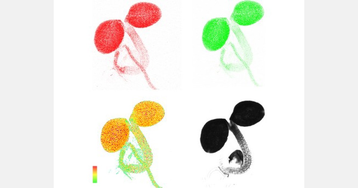 Plant scientists reveal how chloroplasts maintain energy efficiency