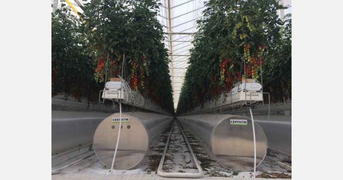 UAE: First tomatoes in store as SuprimAir greenhouse opens