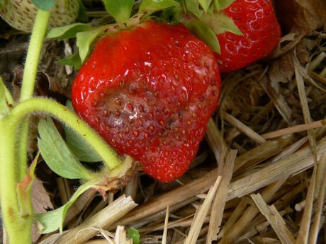 CAN (ON): Putting the strawberry fruit rot prediction model to the test