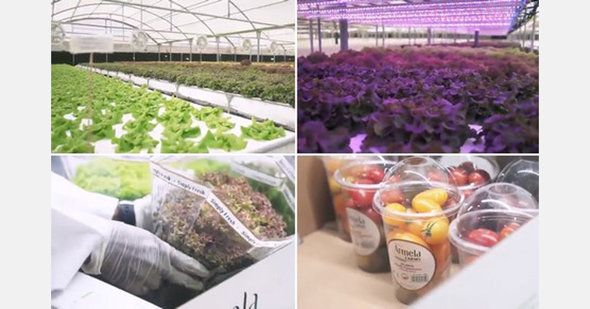 "Picked fresh daily and on shelves the same day"