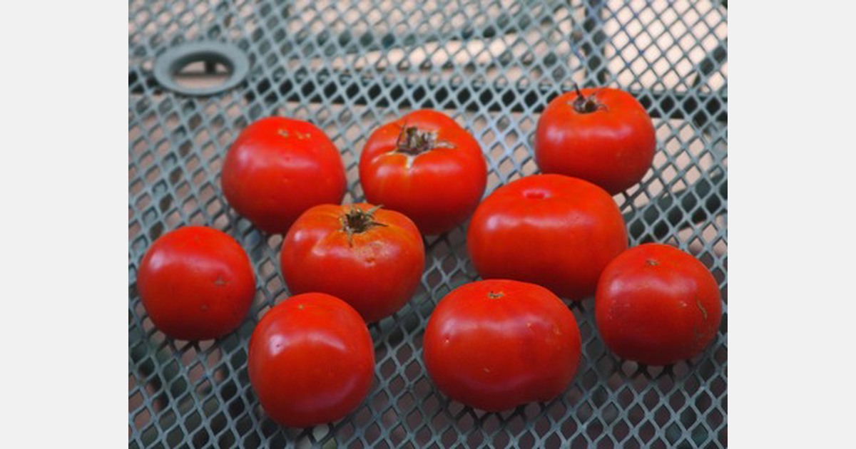 US (TX): High-yielding Harris Moran-8849 chosen 2019 ‘rodeo tomato’