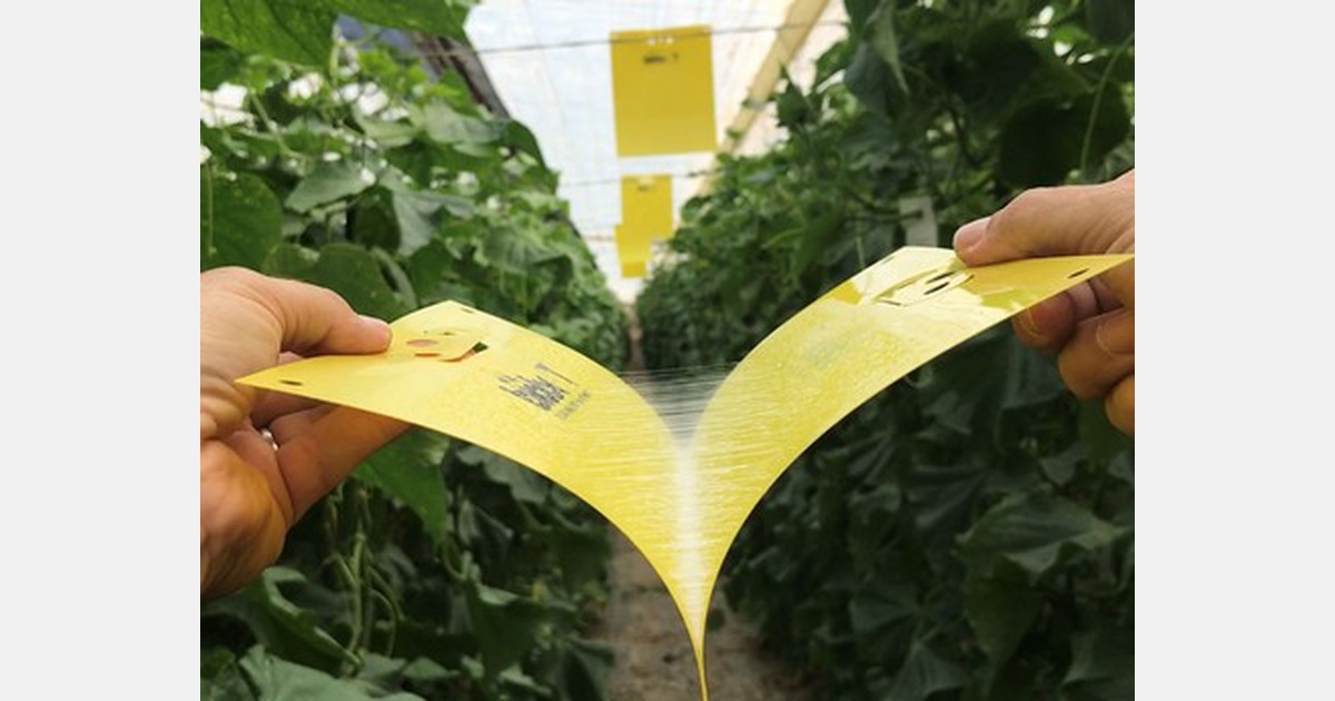 "Improved sticky traps prove attractive at SIVAL"