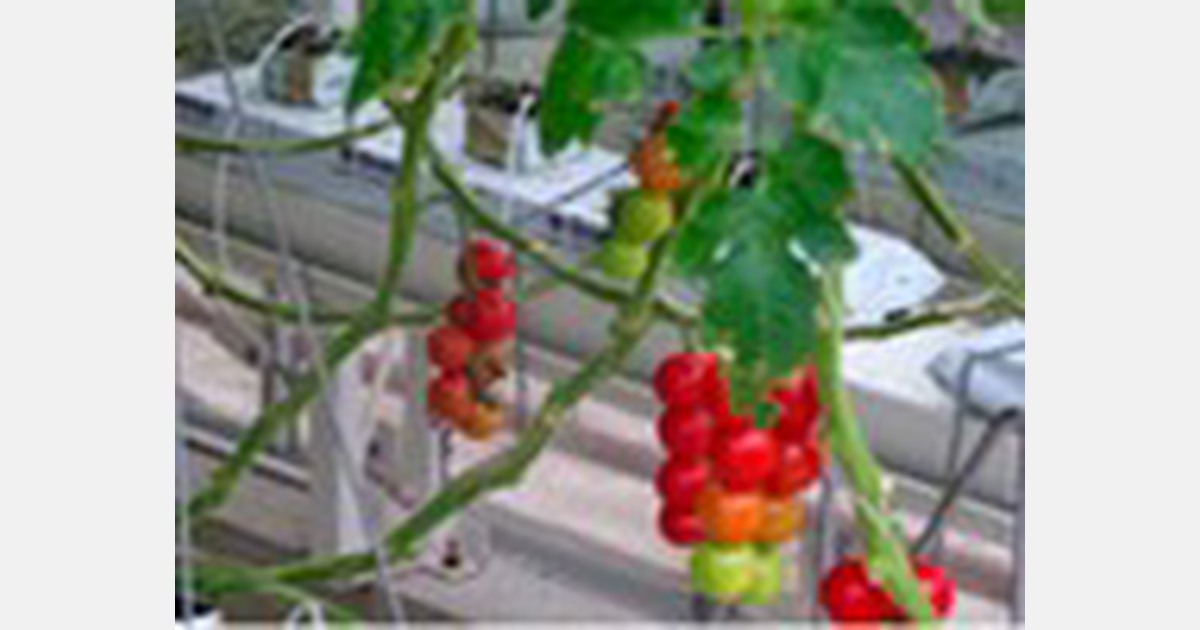 Keeping a closer eye on greenhouse tomatoes with surveillance cameras