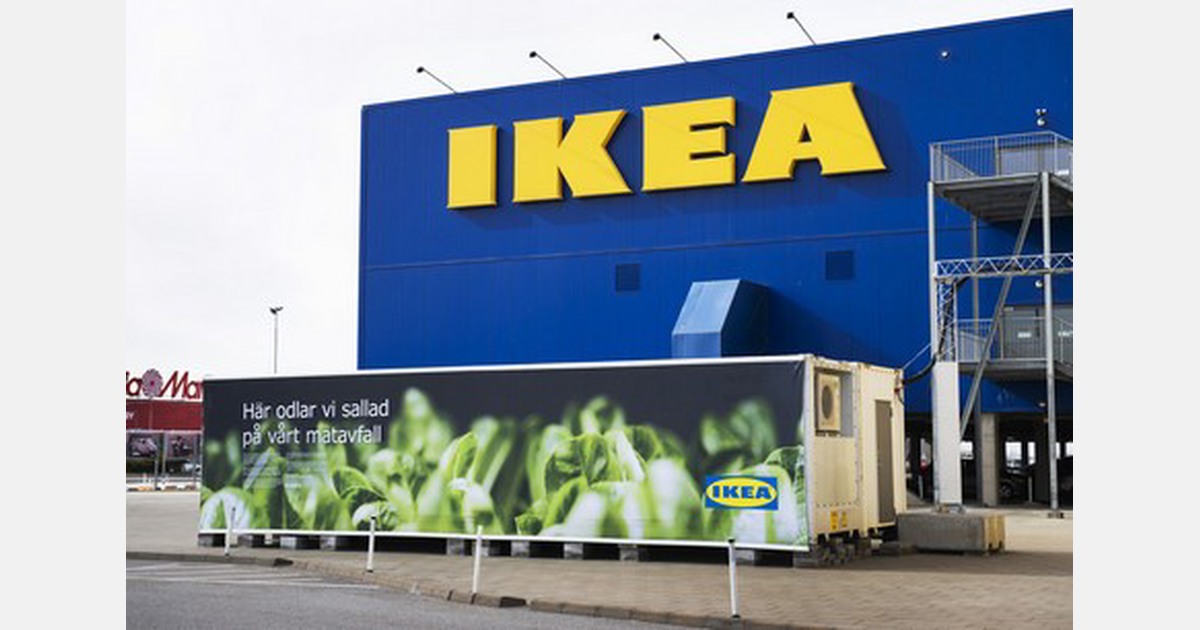 Ikea harvest first lettuce from stores Helsingborg and Malmö