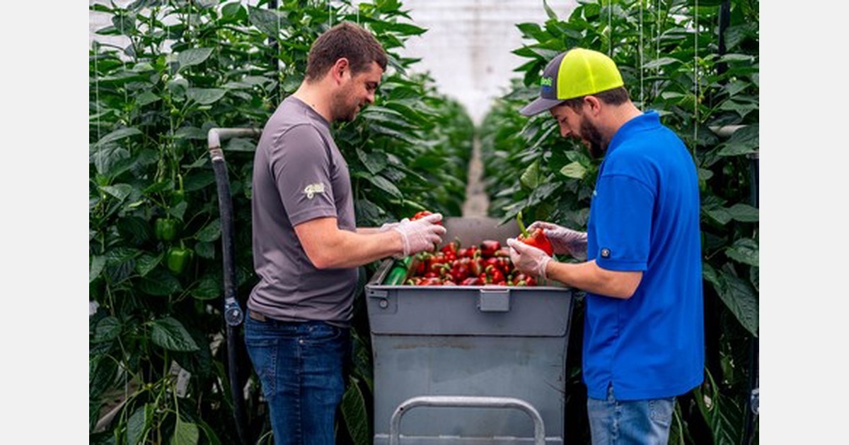 First Picks season in Leamington