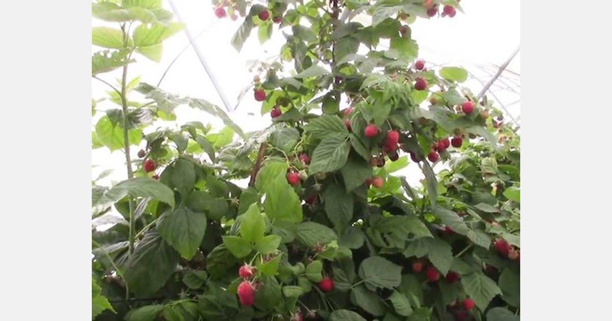Primocane fruiting raspberries: Growth cycle and management