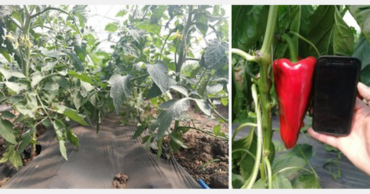 Managing soil structure and pH levels by use of organic products