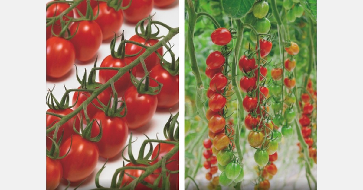 Russian grower introduces Dutch tomato varieties