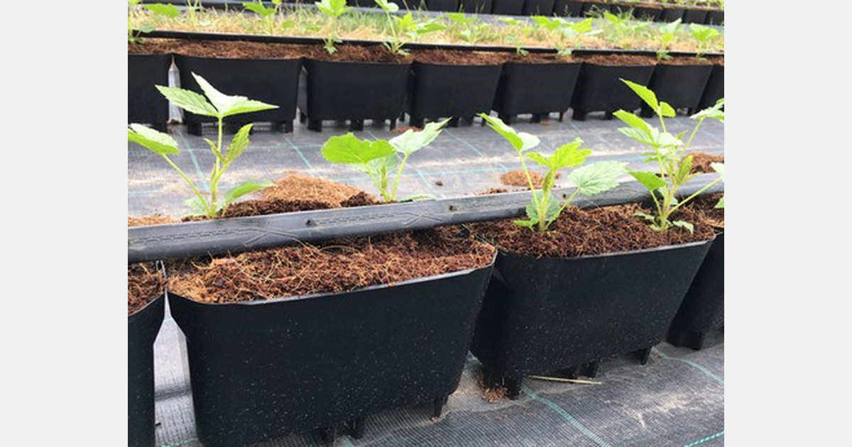 "Perfect start to raspberry long cane production"