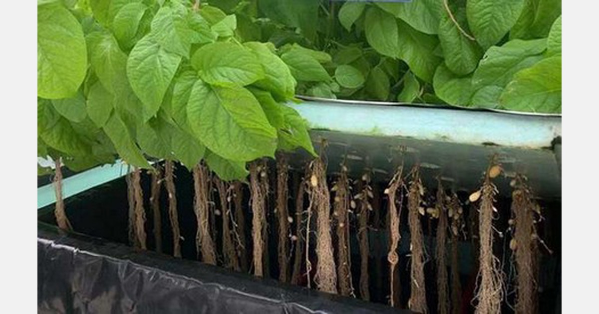 India: Research centre to grow potato without soil