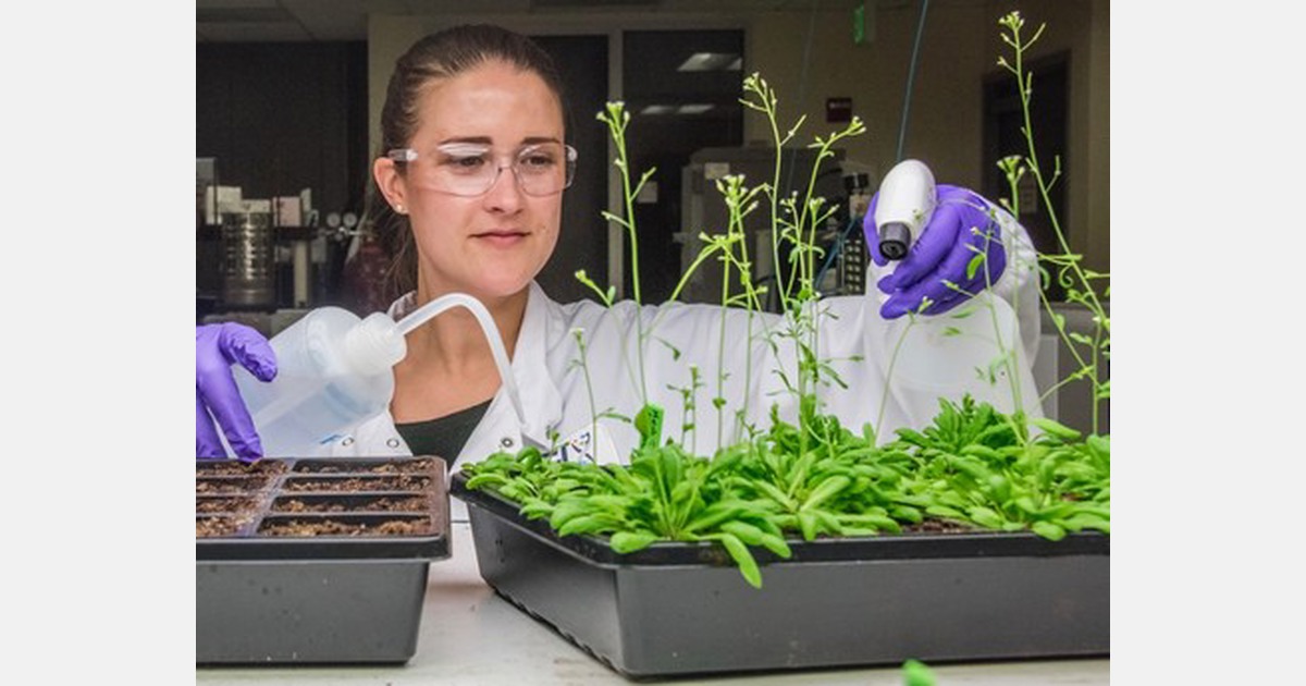 Breakthrough technique for studying gene expression takes root in plants