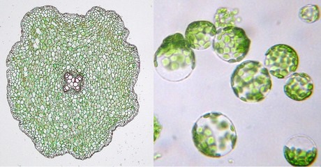 Breakthrough technique for studying gene expression takes root in plants