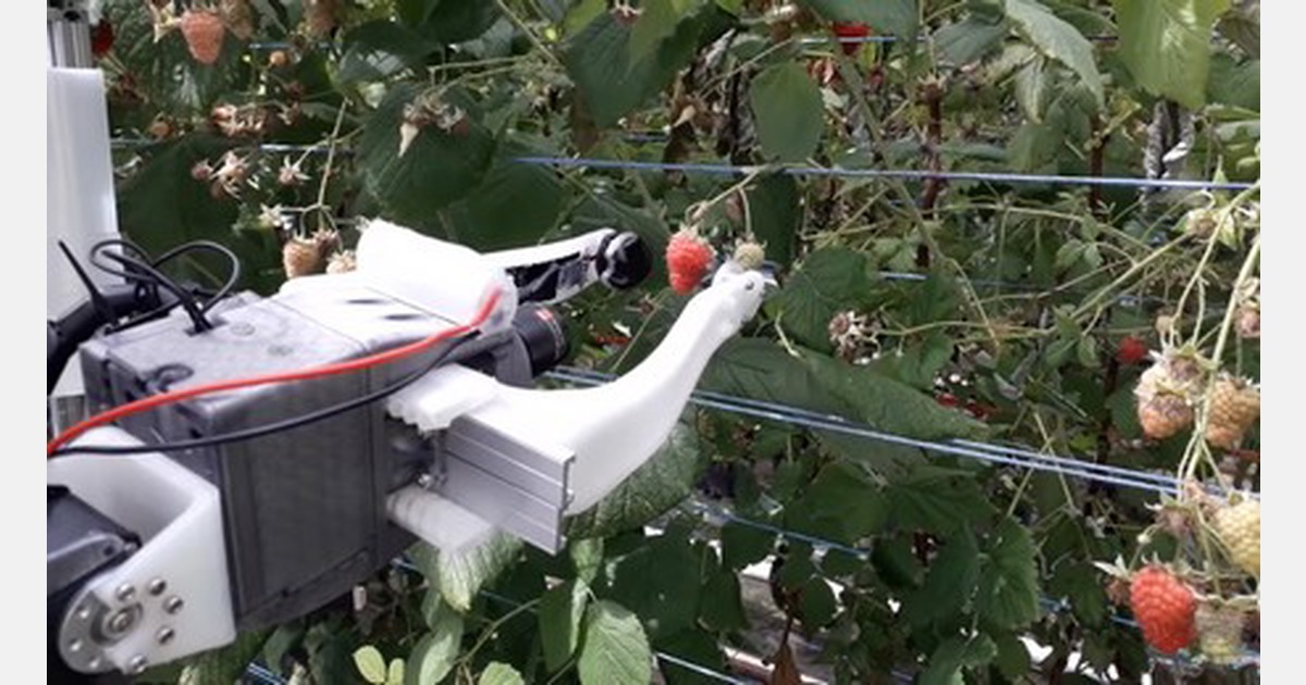 World's first raspberry-picking robot set to work