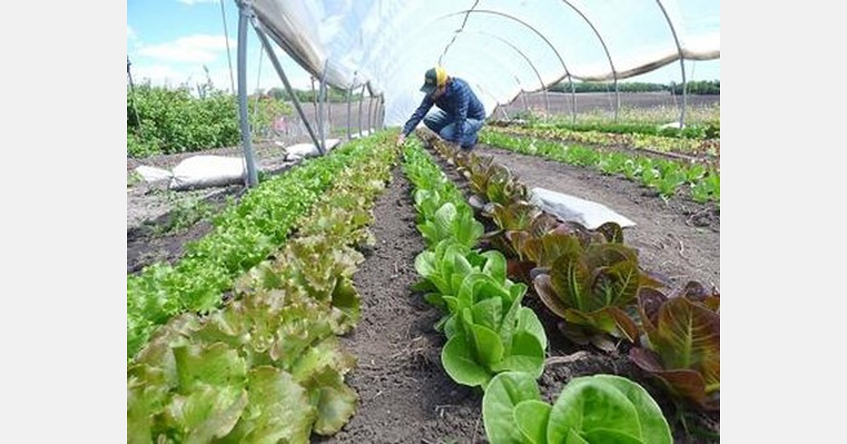 US (MN): CSA farms expanding in Mankato area