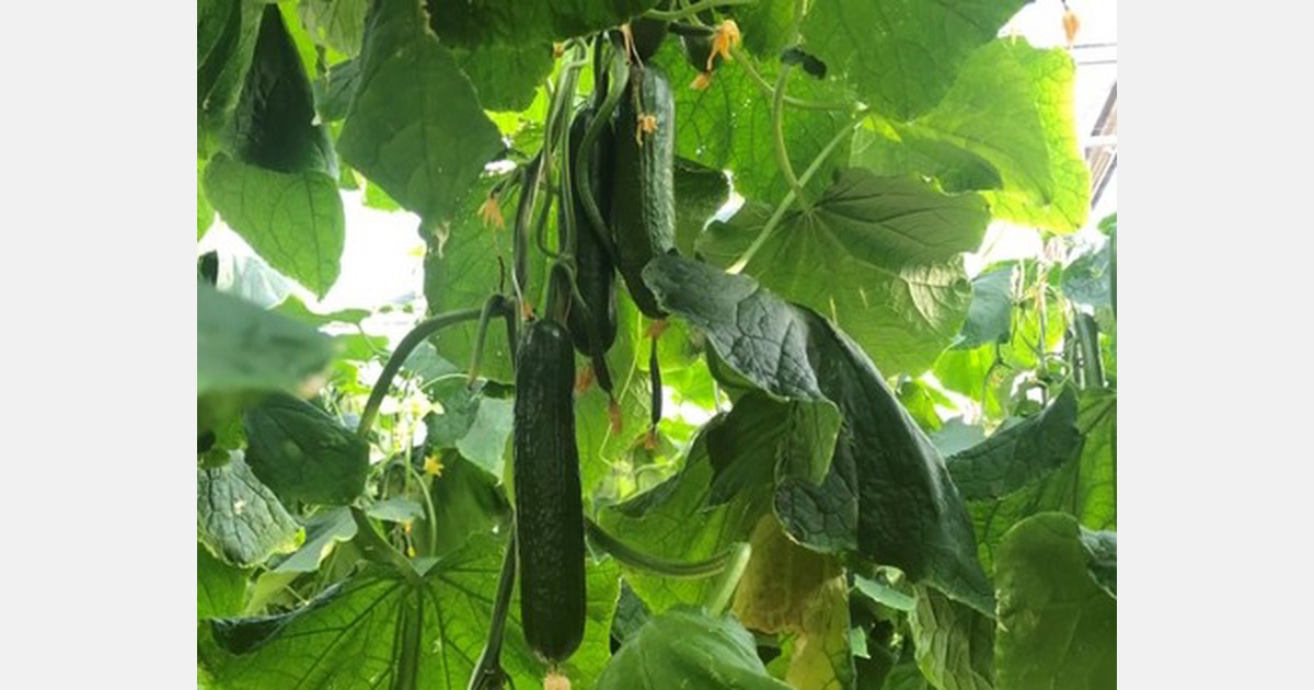 Greenhouse cucumber cultivation in Lesser Poland Voivodeship