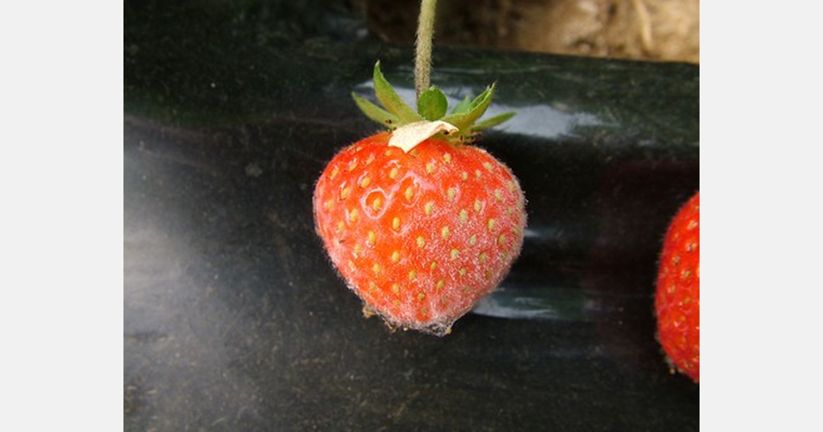 ahdb strawberry