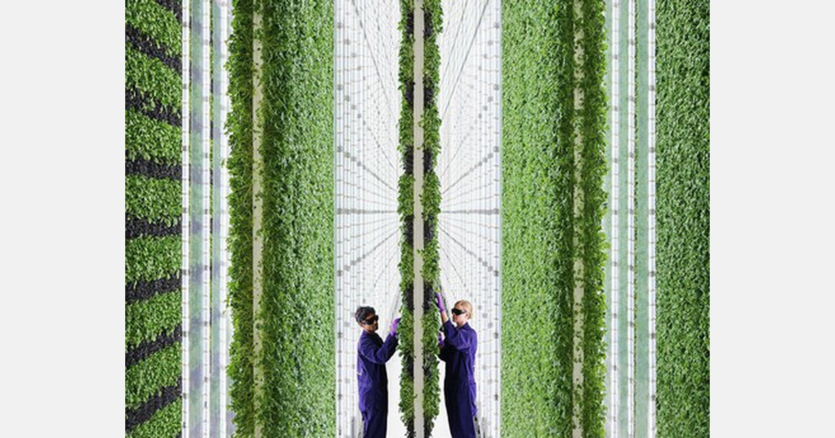 US (CA): Plenty Los Angeles as location for new vertical farm