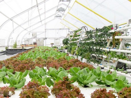 Hurricane resistant greenhouse system rated up to 175 MPH wind loads