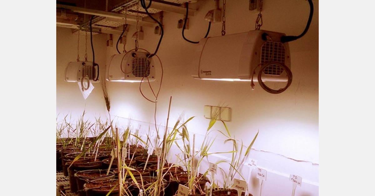 Israel: Research center switches from HPS to LED lighting for indoor tests