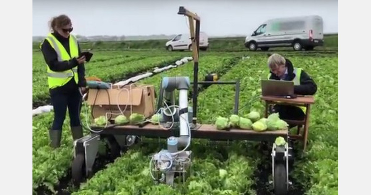 Robot uses machine learning to harvest lettuce