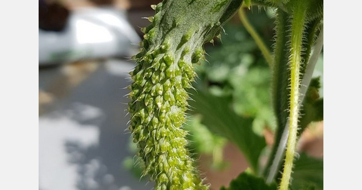UK: Hairy, spiky, round and knobbly cucumbers