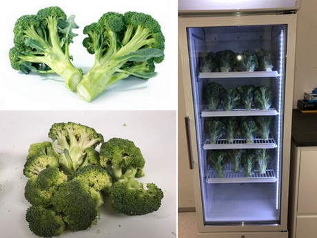 Seminis presents new type of broccoli