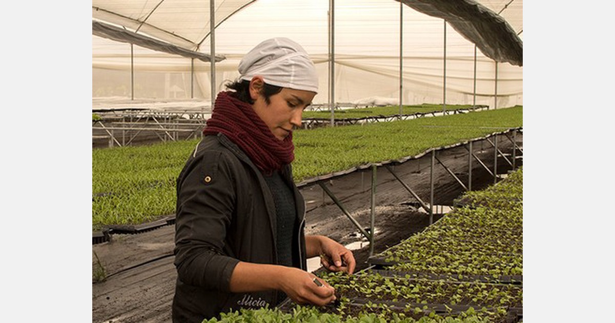 Lechuga gourmet: from Colombia to the world