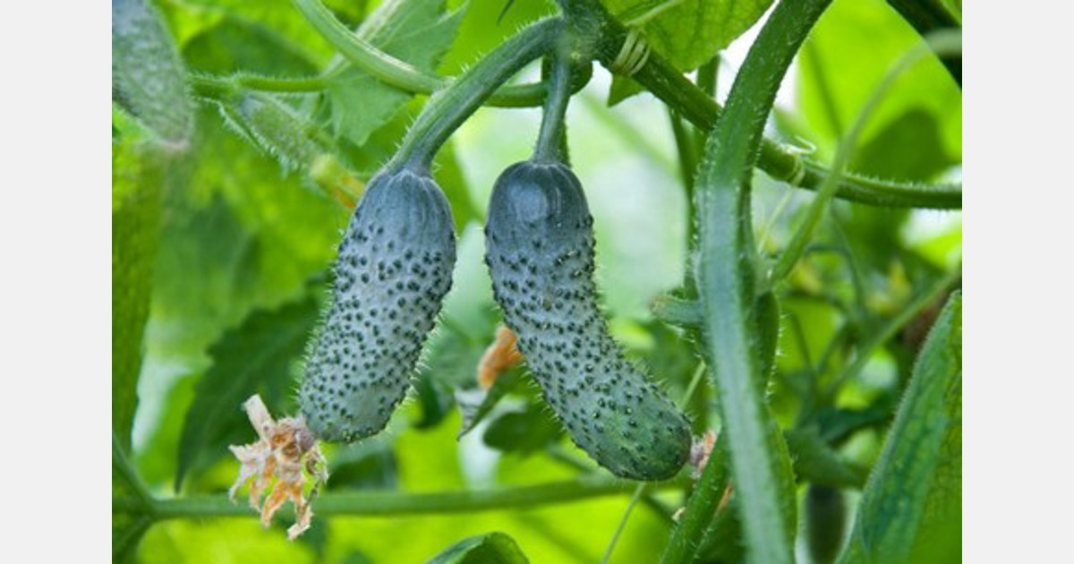 Russia: The principles of growing cucumbers in greenhouses