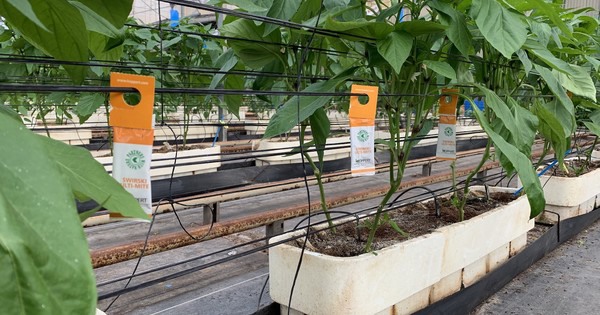 "Biological crop protection rises in diversity of crops"