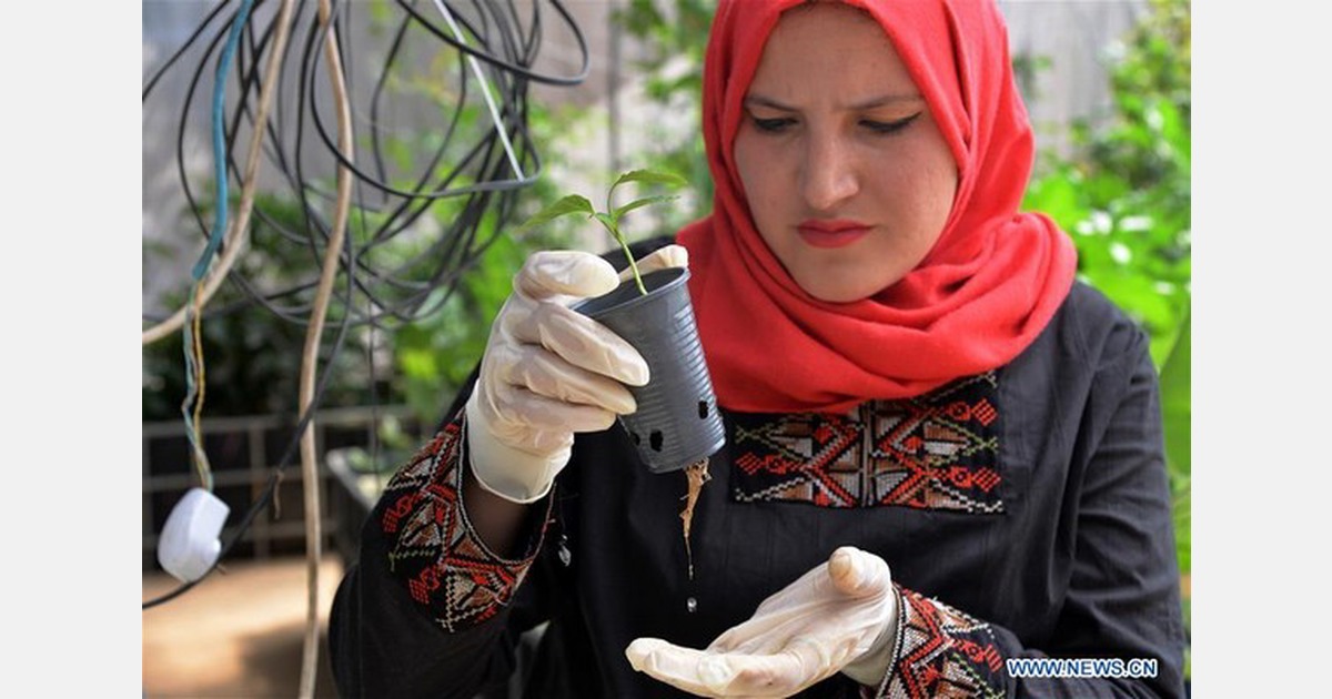 Palestinian engineer pioneers hydroponics farm in northern Gaza Strip