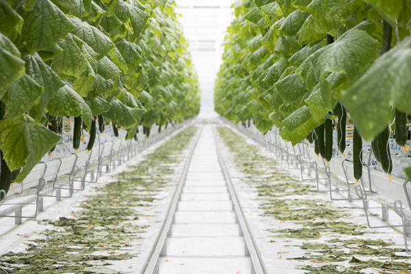 Automation inside and outside Mucci’s cucumber greenhouse