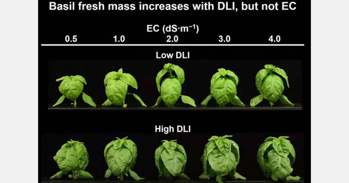 US (NY): Improving controlled environment culinary herb production