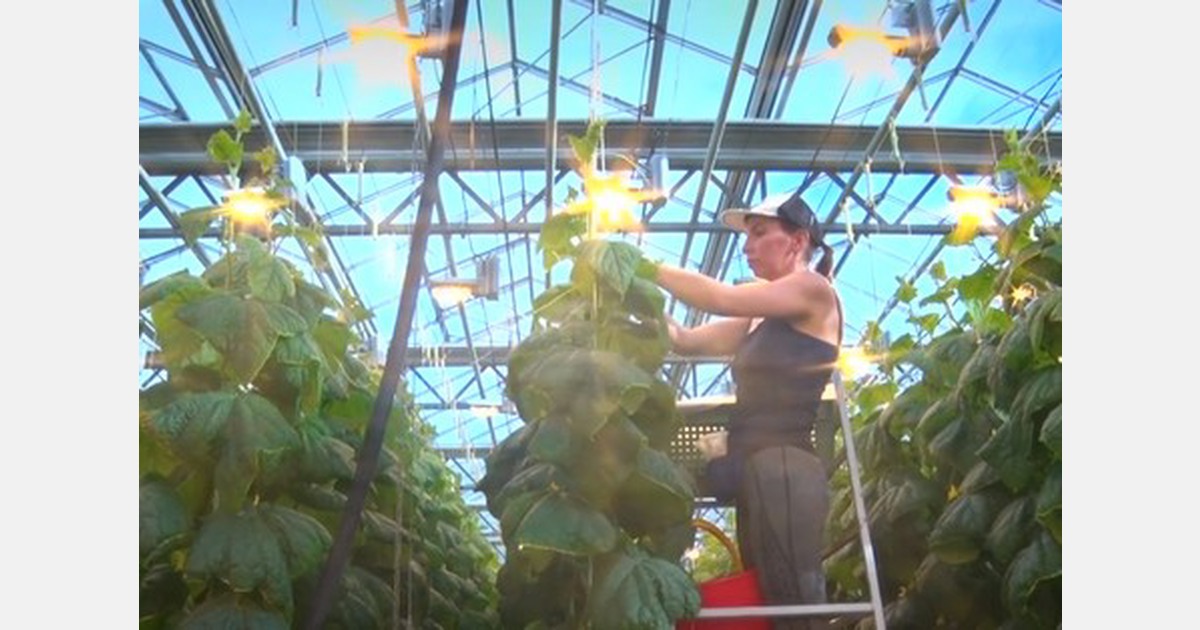 Russia: First cucumber crops picked in Barnaul