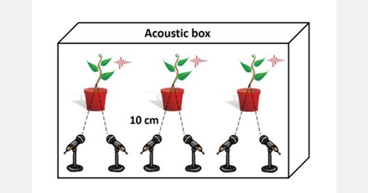 How plants can talk: emitting informative airborne sounds under stress