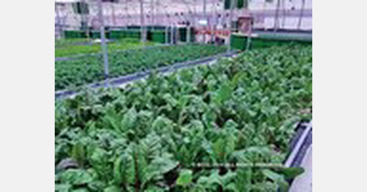 India: Haryana approves 40 horticulture projects