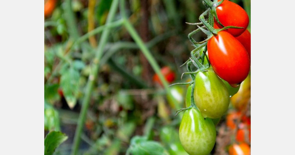 US (MI): MDARD announces specialty crop grant opportunity