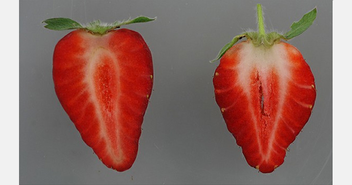 Characterizing the involvement of FaMADS9 in the regulation of ...