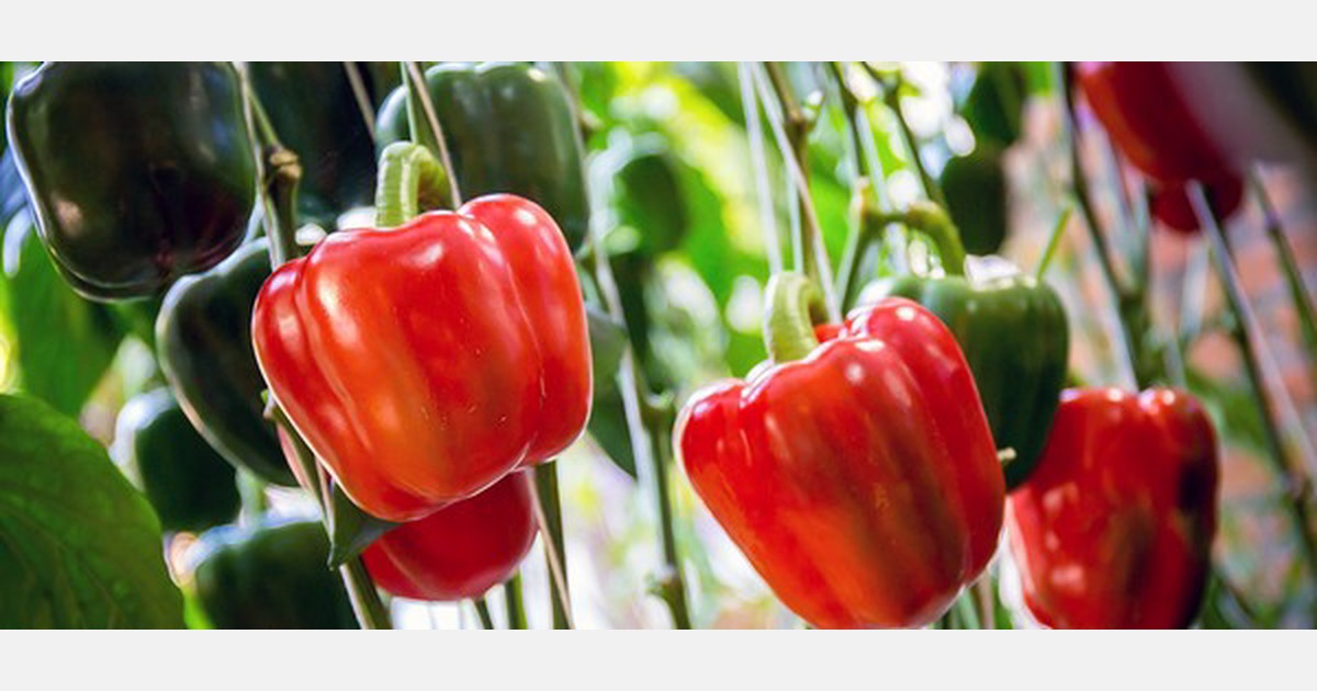 Australian project looks into capsicum internal rot