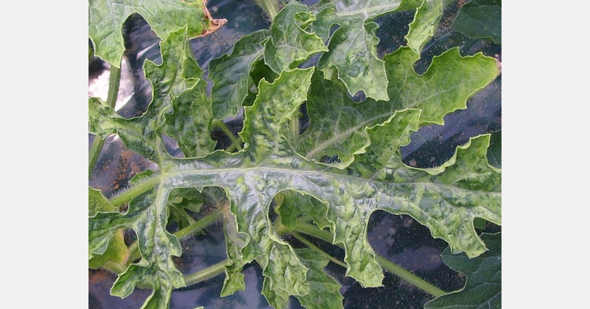 Australia: Improved management options for CGMMV