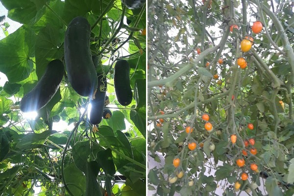 US (NE): Geothermal greenhouse brings together unusual collection of crops