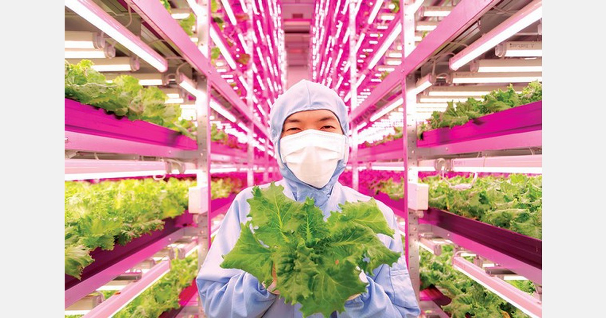 A look inside the "world's largest indoor farm"